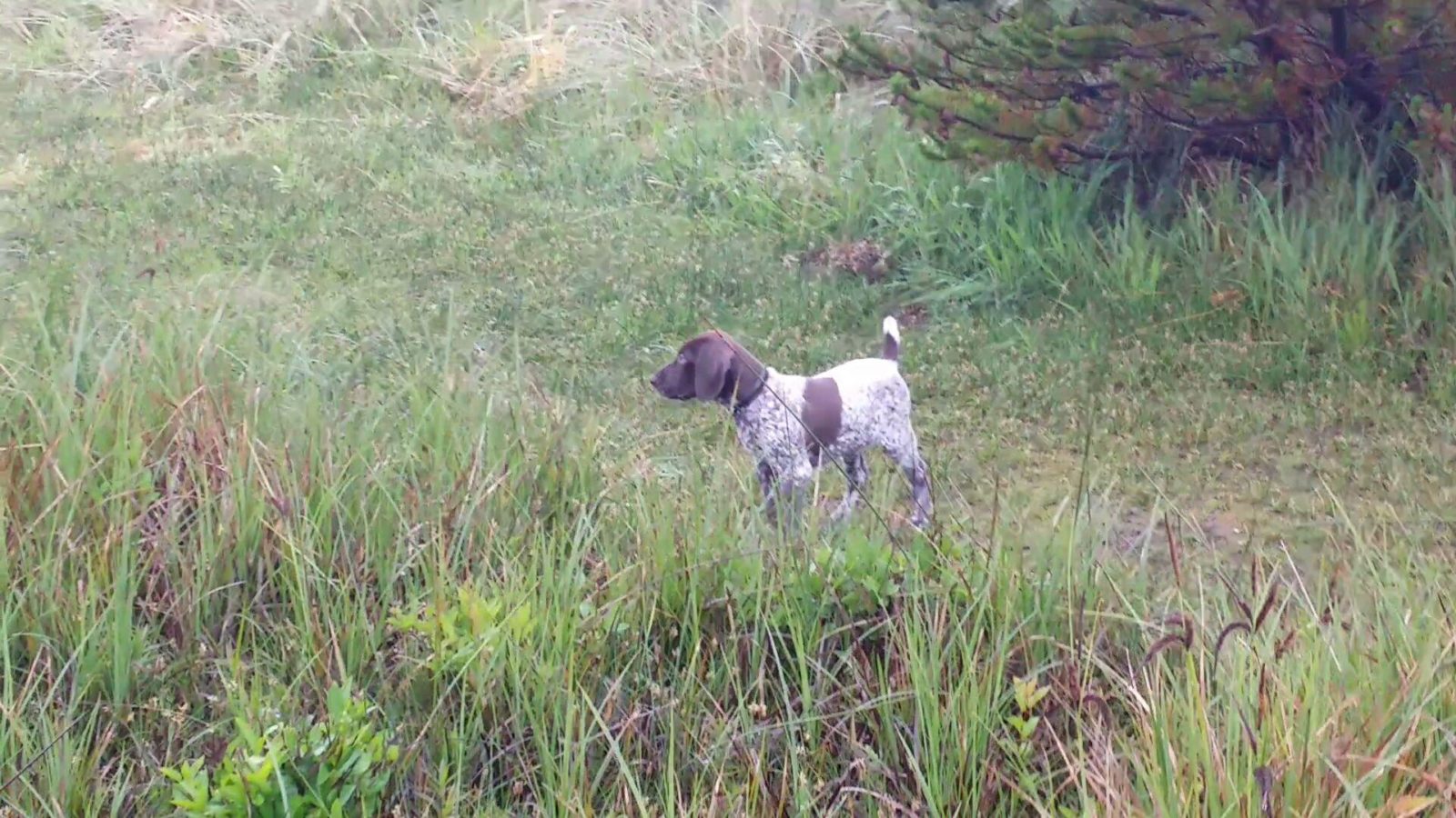Upcoming Litters – Northwest GSP Hunting Dogs