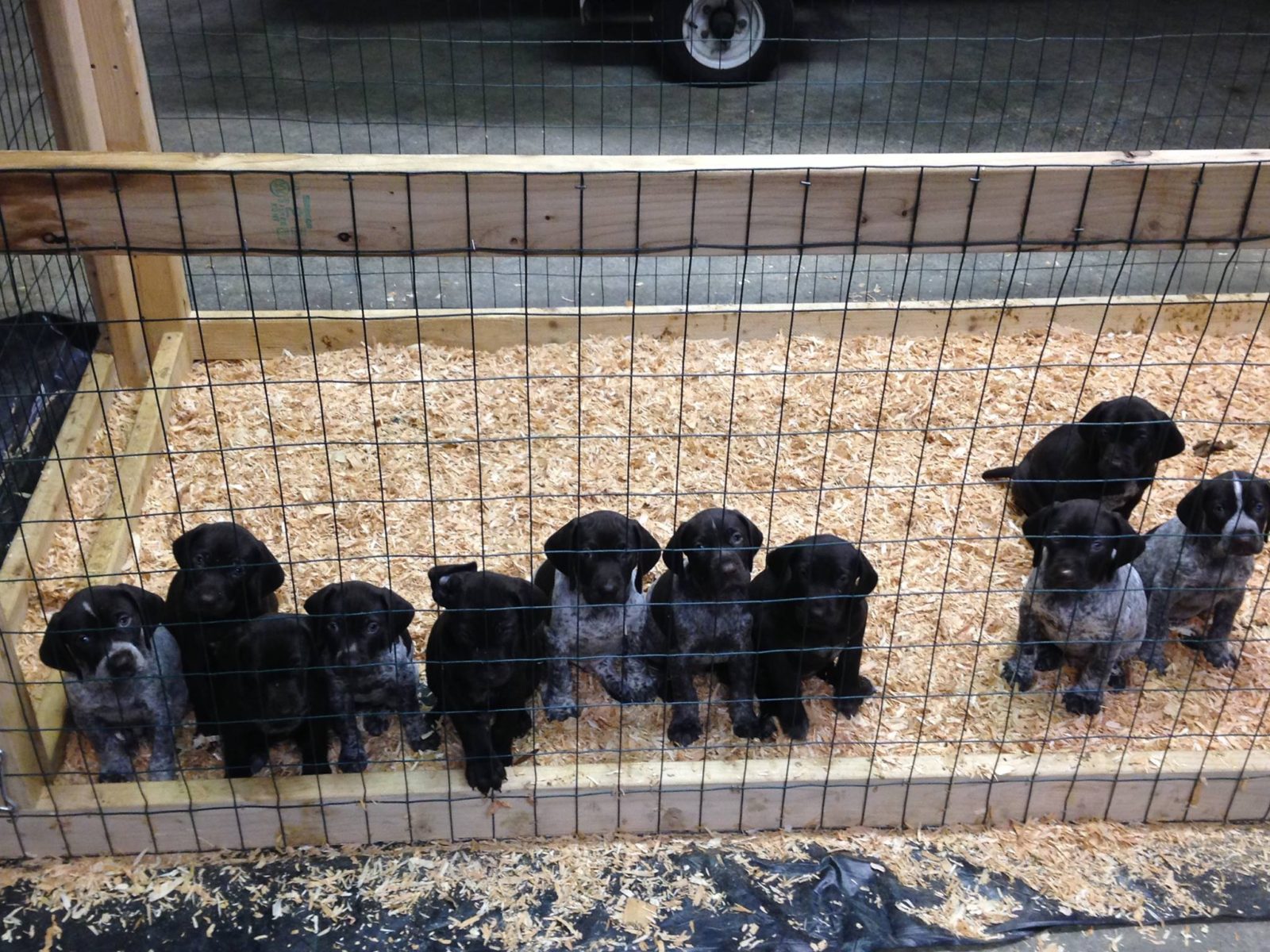 Bird hunting dogs, puppies and training in the pacific northwest, gsp ...