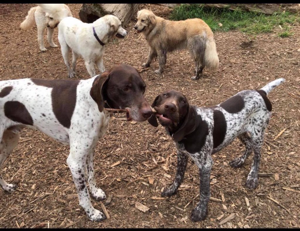 Upcoming Litters – Northwest GSP Hunting Dogs