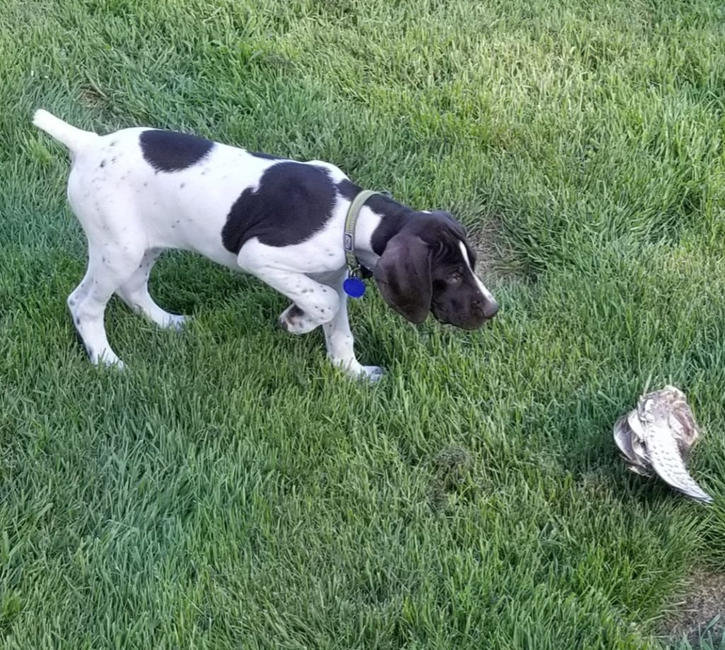 Upcoming Litters – Northwest GSP Hunting Dogs